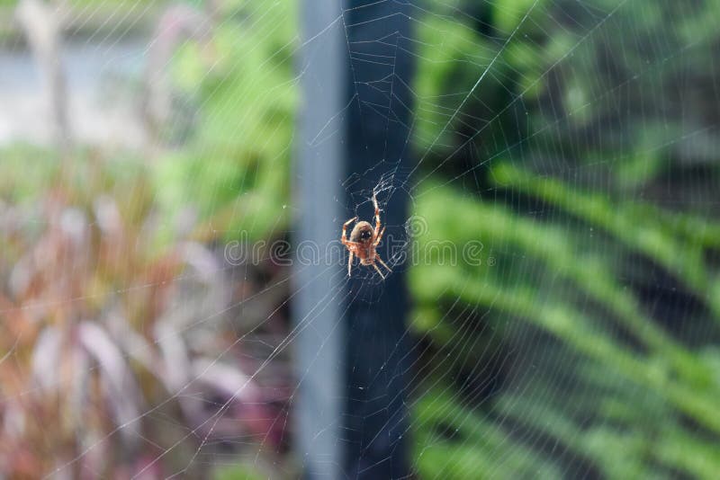 Spider web inside out view stock photo. Image of arachnid - 159282926
