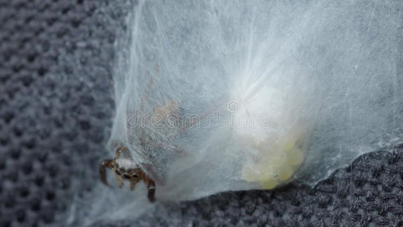 Spider Web. Inside Spider Webs is Like Home Which Have Spider Eggs and ...