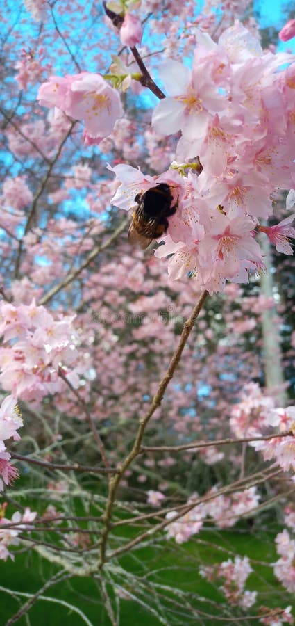 Spider Web on Iron Wood Tree Perfectly Shaped Stock Image - Image of ...