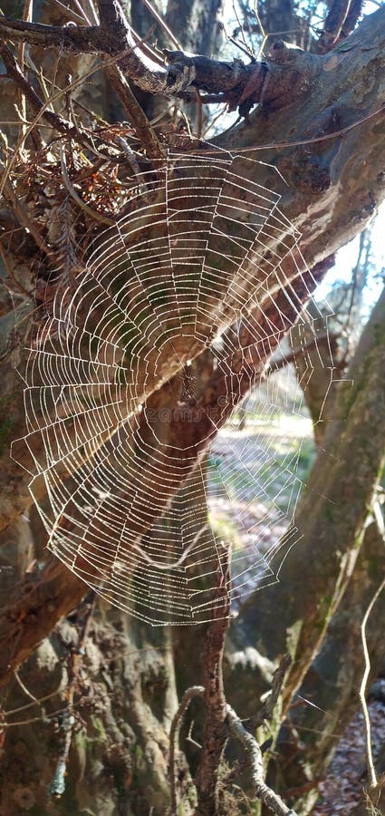 Spider Web on Iron Wood Tree Perfectly Shaped Stock Image - Image of ...
