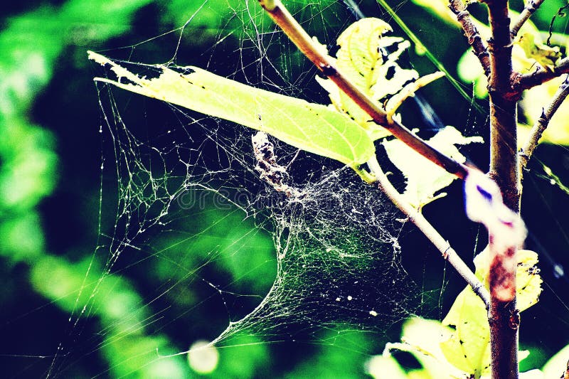 A Spider Web IsÂ a Sticky Net that Spiders Make from Silk To Trap Their ...