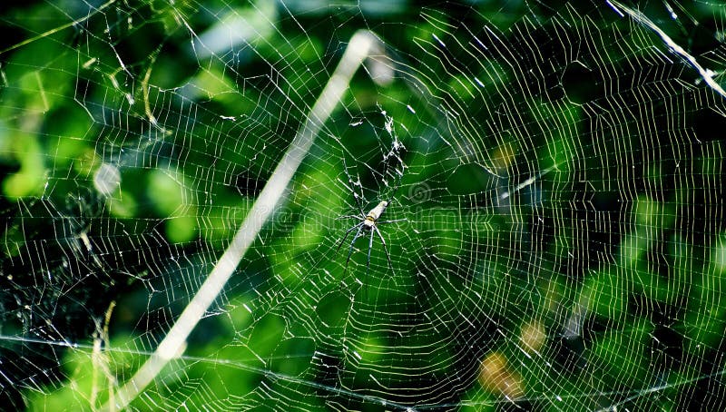 A Spider Web IsÂ a Sticky Net that Spiders Make from Silk To Trap Their ...