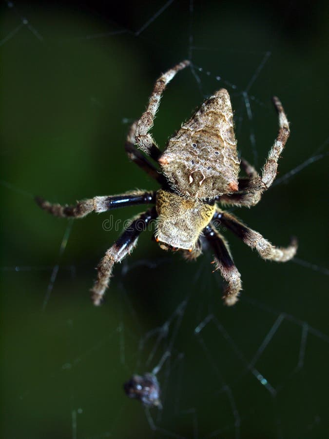 Spider on a Web, Island Phu Quoc, Vietnam 2 Stock Photo - Image of wood ...