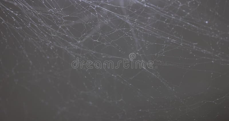 Spider Web Isolated on Gray Background Stock Video - Video of fear ...