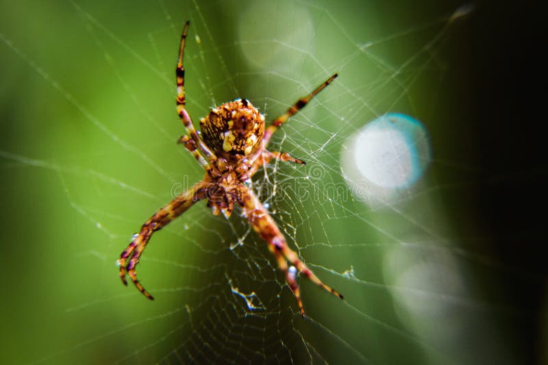 Spider web stock image. Image of rainstorm, rain, storm - 94276747