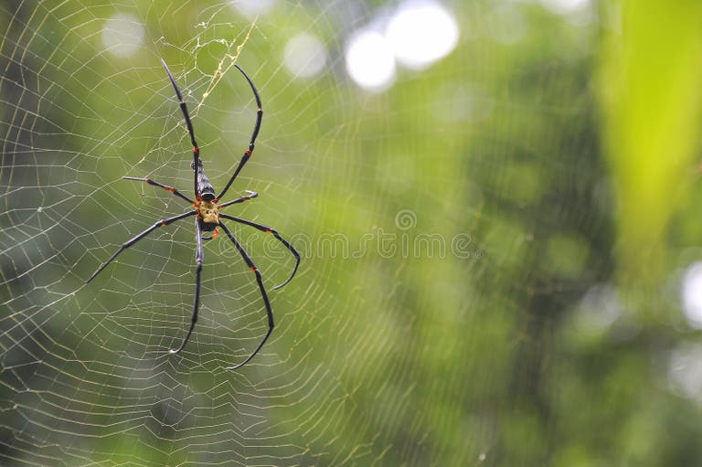 574 Real Spider Web Stock Photos - Free & Royalty-Free Stock Photos ...