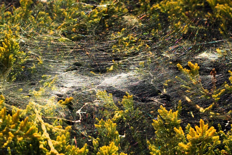 Spider Web on Juniper in a Garden Stock Image - Image of tree, summer ...