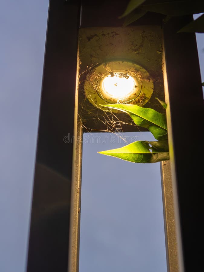 Spider Web in a Lamp Post with Lights Switched on Stock Photo - Image ...