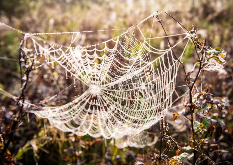 Spider web stock photo. Image of close, detail, fall - 44913678