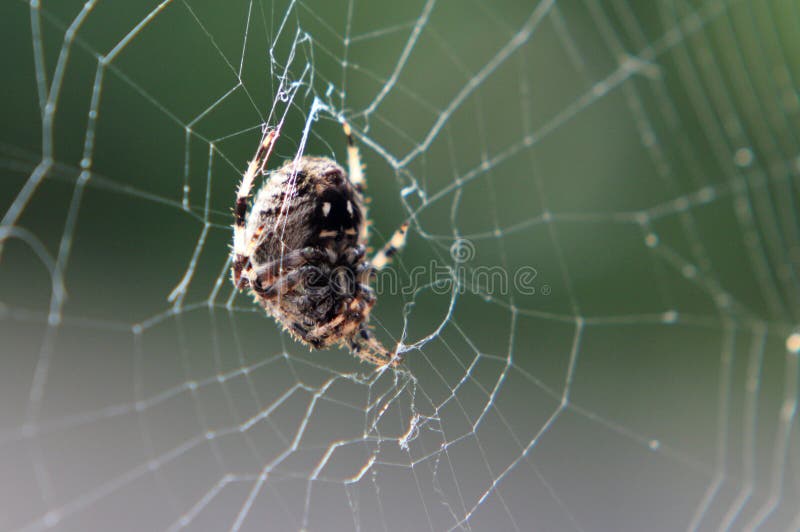 Large Fuzzy Spider Stock Photos - Free & Royalty-Free Stock Photos from ...