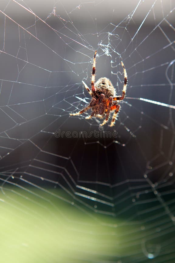 Spider in Web stock photo. Image of creepy, fuzzy, arachnid - 45213008