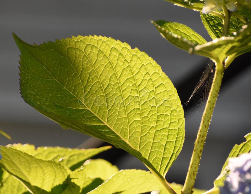 Large Leaf Hydrangea with a Spider Web Stock Image - Image of leaf ...
