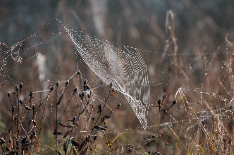 Spider web in a lawn stock photo. Image of abstract, fauna - 77078900