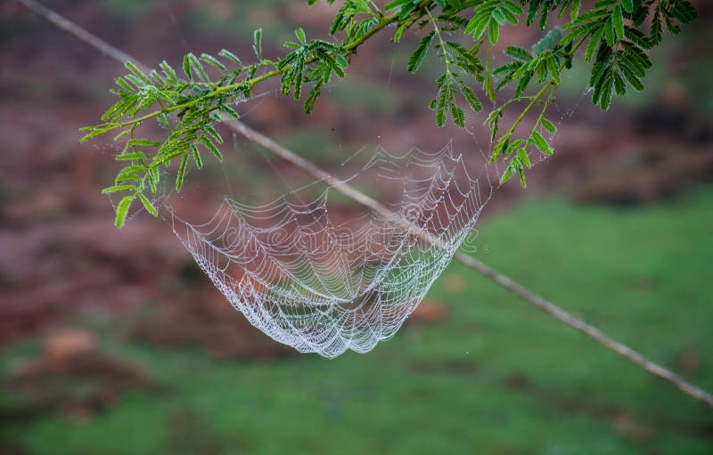 Spider Web, Leaf, Flora, Branch Picture. Image: 117788816
