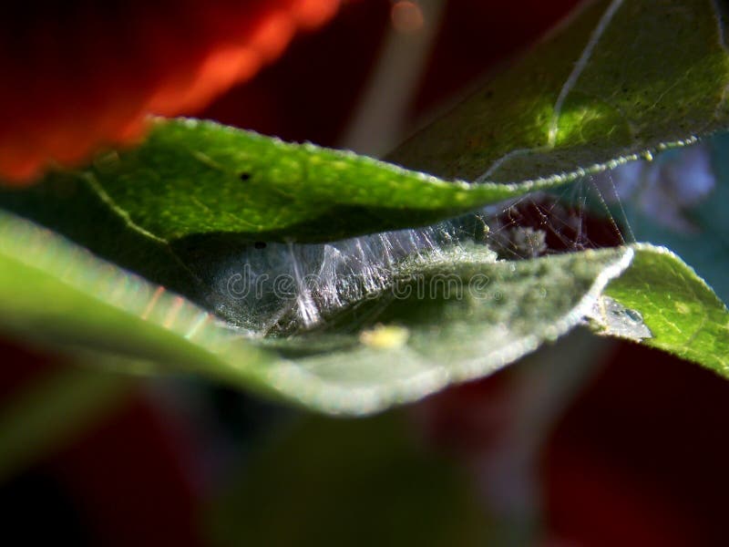 Spider web on a leaf stock image. Image of spider, plant - 198442125