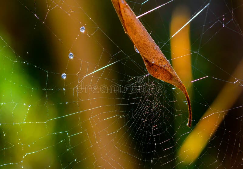 Spider Web, Leaf and Morning Dew Stock Image - Image of leaf, spider ...
