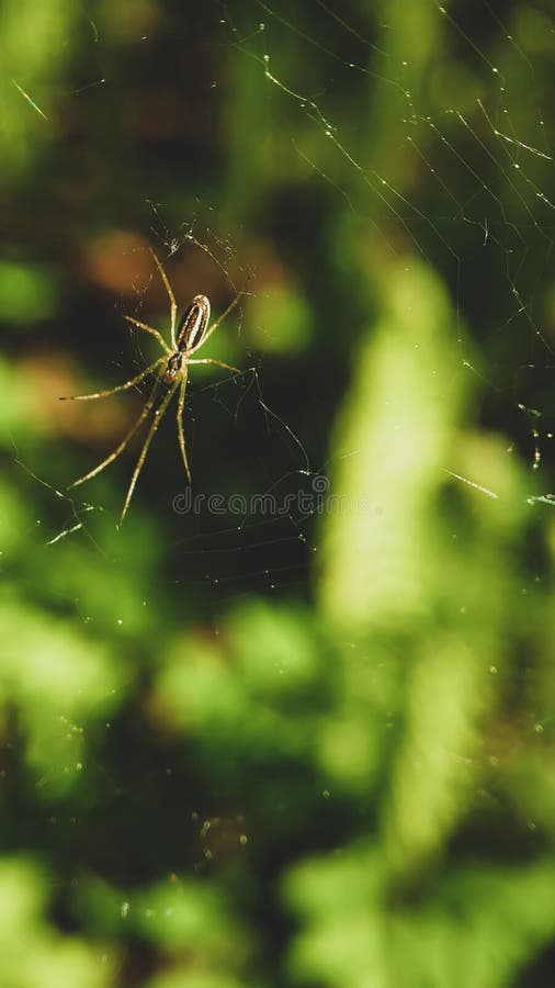Spider on a Web with Long Legs on the Background of Green Forest Close ...