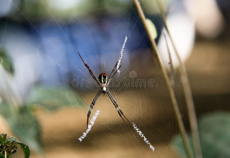 Spider on web stock image. Image of gossamer, cobweb - 72187071
