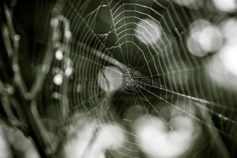 Spider web stock image. Image of intricacy, octagonal - 59590375