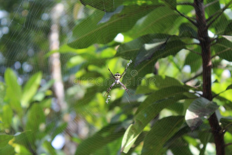 Spider Web of Manggoes Tree 2022 Stock Photo - Image of spider, 2022: ...