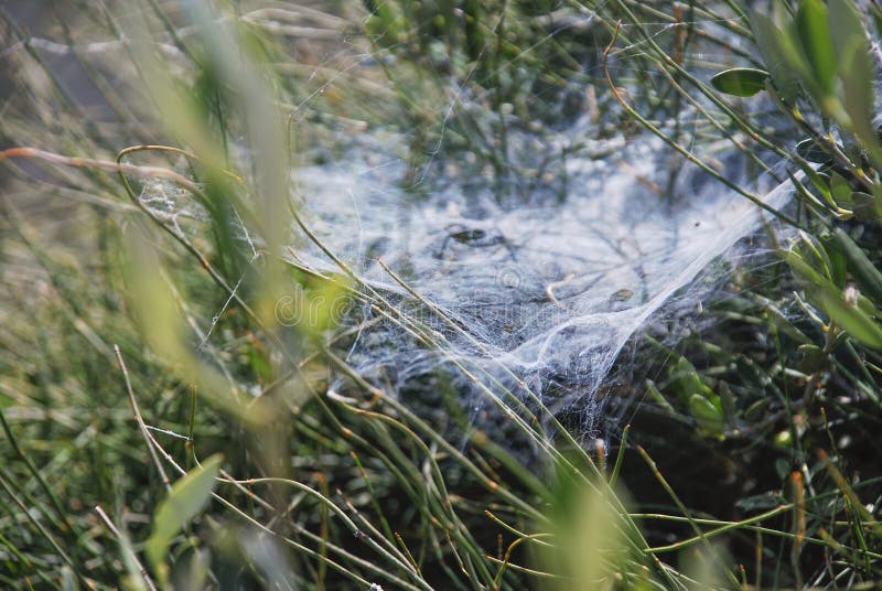 Spider web stock photo. Image of life, green, spider - 47338676
