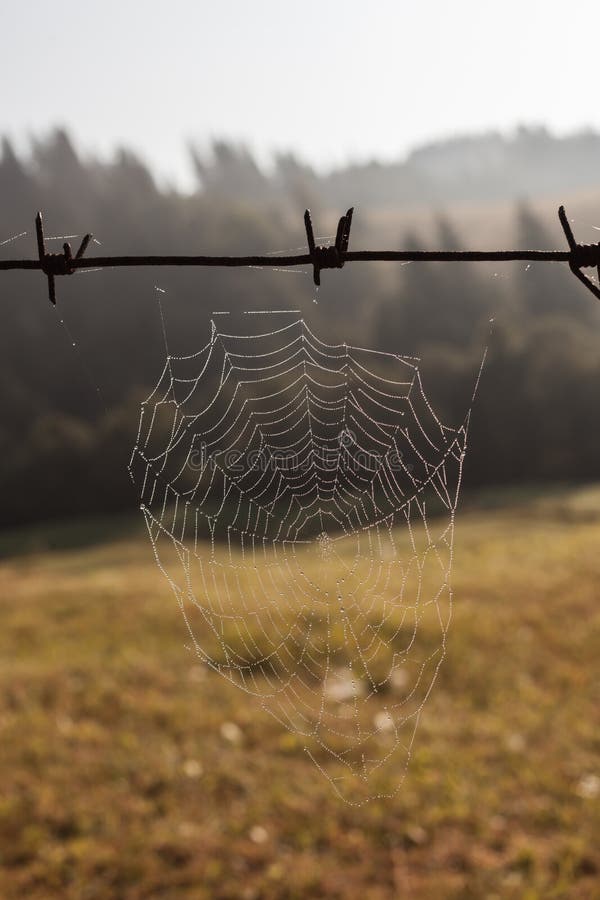 Spider Web on a Meadow in the Morning Stock Image - Image of trees ...
