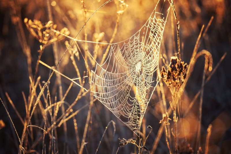 Spider Web on a Meadow in the Rays Stock Image - Image of spiderweb ...