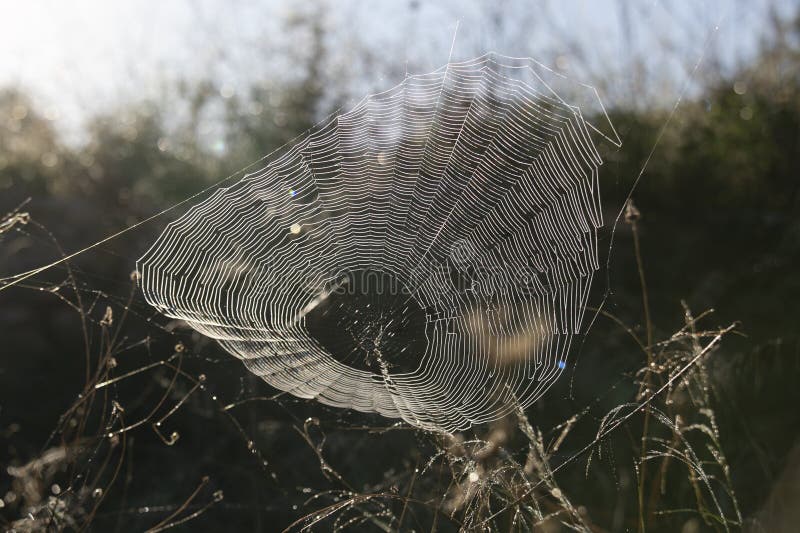 Spider Web in the Middle of Some Trees with a Spider in the Middle in ...