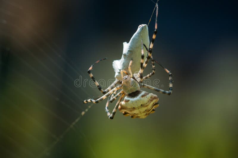 Spider on web with mining. stock photo. Image of bruennichi - 76024150