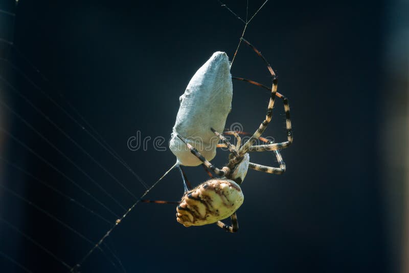 Spider on Hand stock image. Image of macro, arachnophobia - 14867233