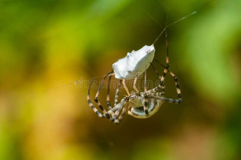 Spider on web with mining. stock image. Image of apron - 76024357
