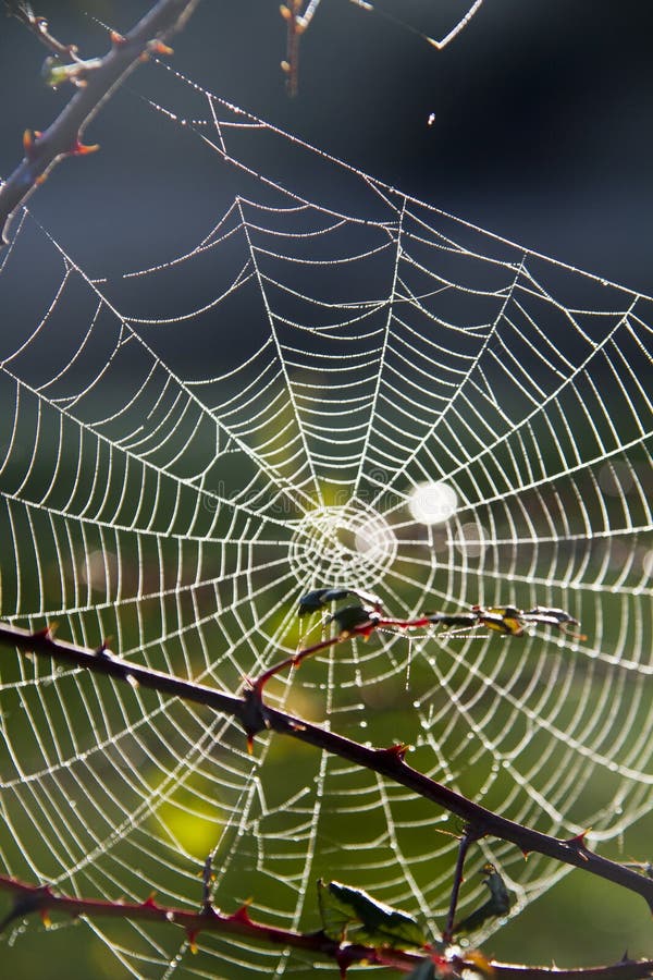 Spider web on the morning stock image. Image of beauty - 23607829