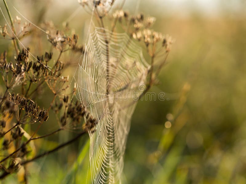 Spider web in the morning stock image. Image of close - 195824459