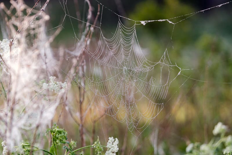 Spider Web with Morning Dew Hanging on the Grass in the Fields ...
