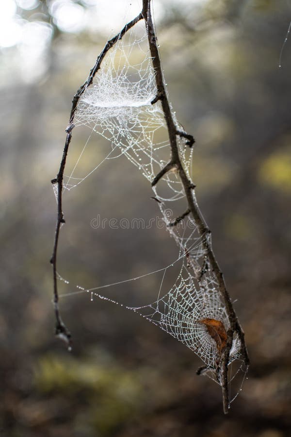 Spider Web on a Stick in the Forest, Myanmar Stock Photo - Image of ...