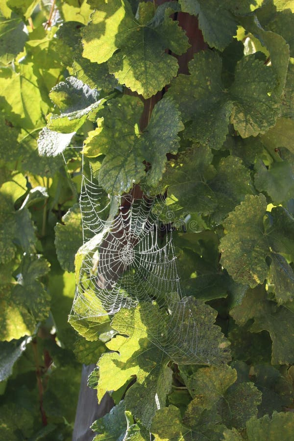 Spider web on Vine stock photo. Image of autumn, spider - 258610862