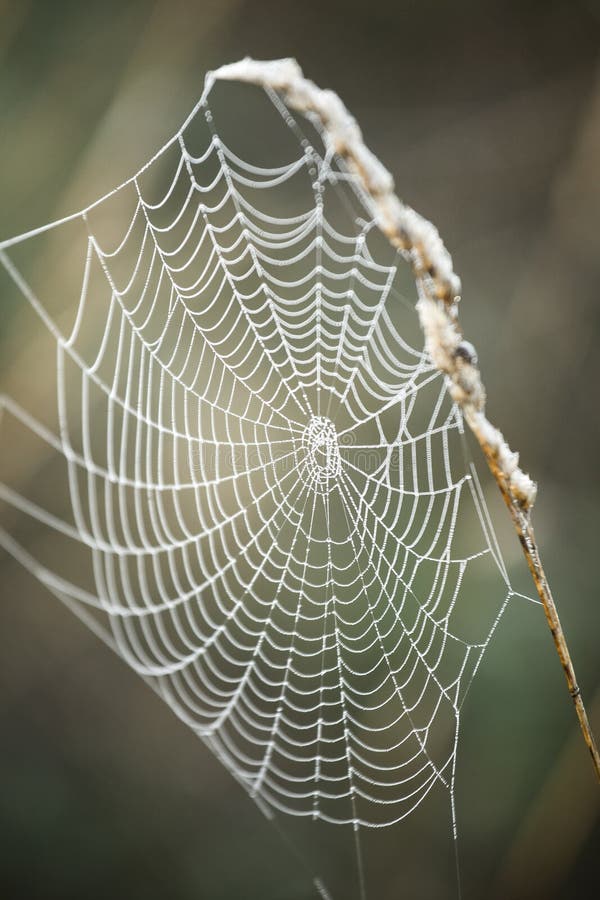 Spider Web in the Morning Landscape. Stock Image - Image of outdoor ...
