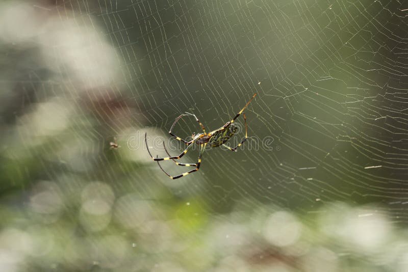Spider web in the morning stock photo. Image of beautiful - 128814754