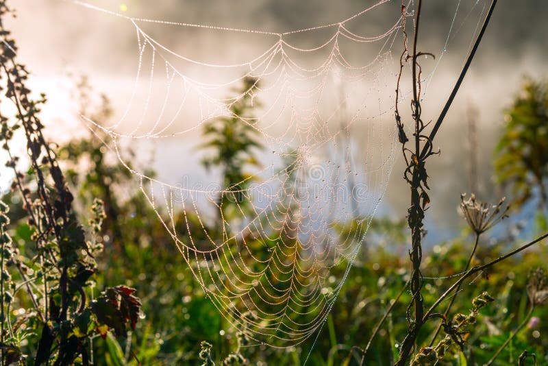 A Spider Web in the Morning with the Sun Rays Stock Photo - Image of ...