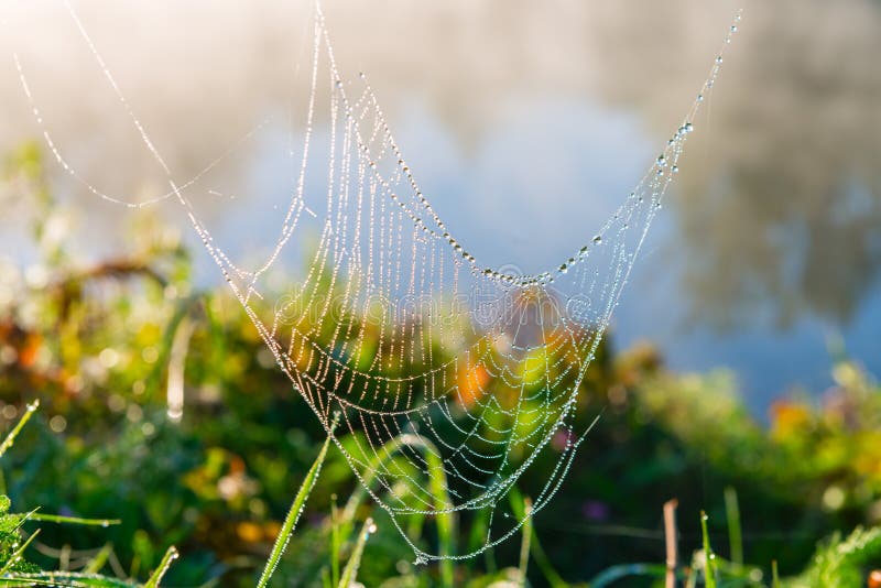 A Spider Web in the Morning with the Sun Rays Stock Image - Image of ...
