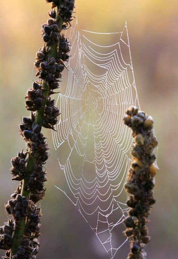Spider web in morning time stock photo. Image of desktop - 229684458