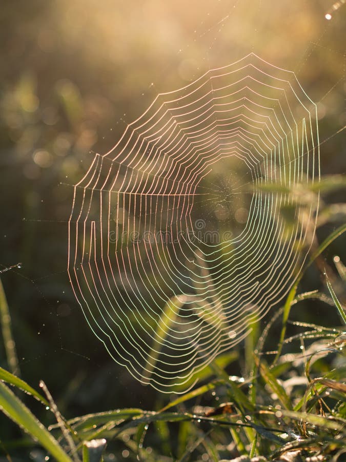 Spider Web in the morning stock image. Image of condensation - 40339379
