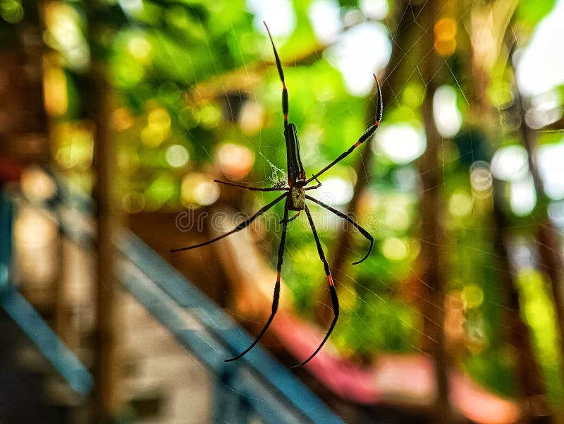 Spider in Web on Natural Background Stock Illustration - Illustration ...
