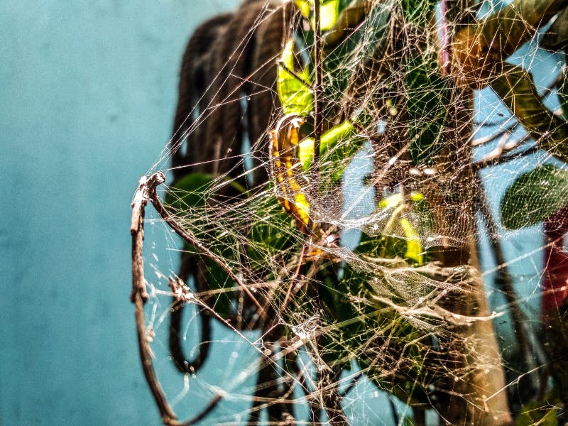 Spider web stock photo. Image of nature, natural, spider - 106112678