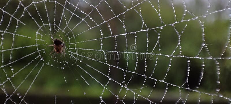 Spider web stock image. Image of condition, days, drop - 254988515