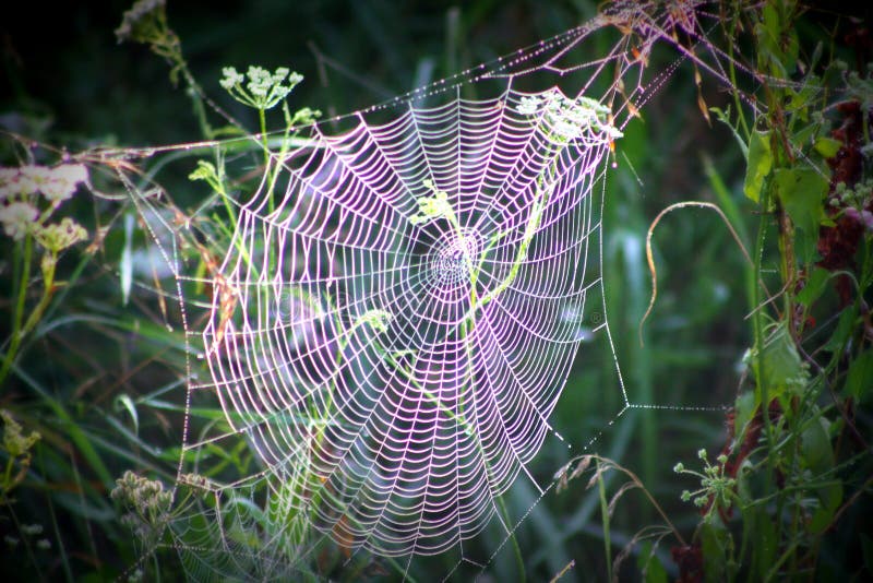 Spider Web in the Natural Environment Stock Image - Image of pattern ...