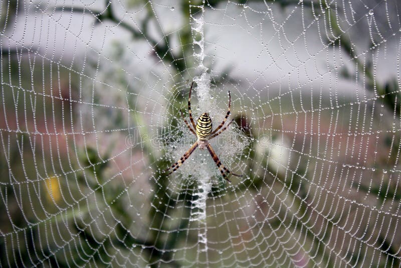 Spider Web in the Natural Environment Stock Image - Image of abstract ...
