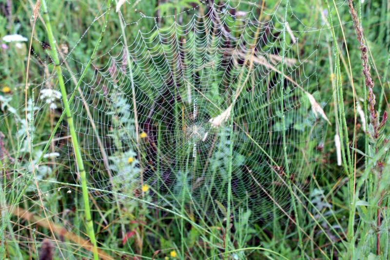 Spider Web in the Natural Environment Stock Photo - Image of beauty ...
