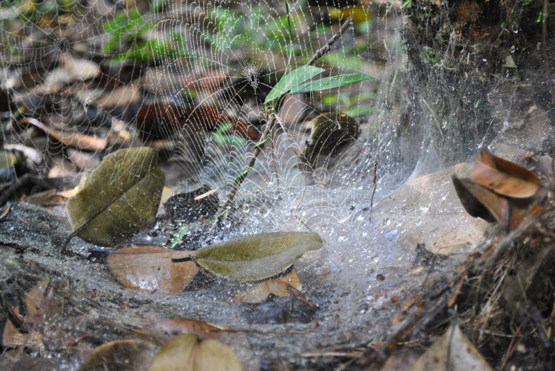 Spider web in Natural stock photo. Image of lovespider - 85122656