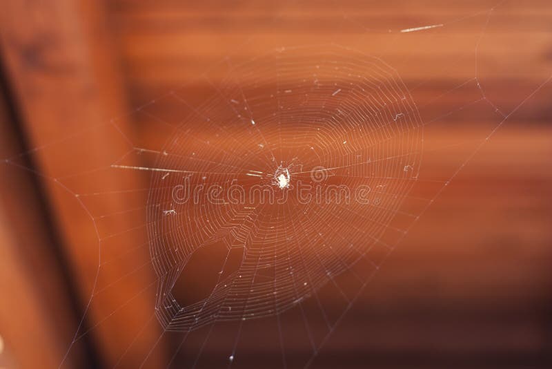 Spider web natural net stock image. Image of morning - 57817207